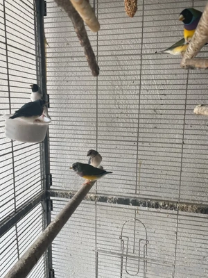 Finken - Gouldamadinen - Vögel kaufen & verkaufen - Vogelbörse