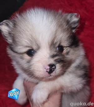 pomsky - Hunde & Welpen kaufen & verkaufen: Hundemarkt