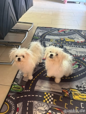 Maltipoo - Hunde & Welpen kaufen & verkaufen: Hundemarkt
