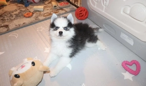 pomsky - Hunde & Welpen kaufen & verkaufen: Hundemarkt
