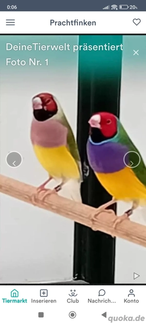 Finken - Gouldamadinen - Vögel kaufen & verkaufen - Vogelbörse