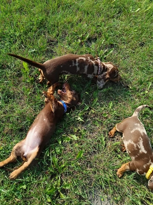 Dackel - Hunde & Welpen kaufen & verkaufen: Hundemarkt