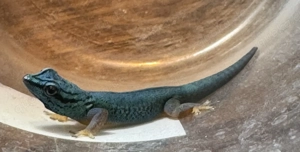 Lygodactylus williamsi - himmelblauer Zwergtaggecko in Jena ...