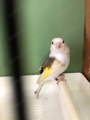 Finken - Prachtfink - Vögel kaufen & verkaufen - Vogelbörse