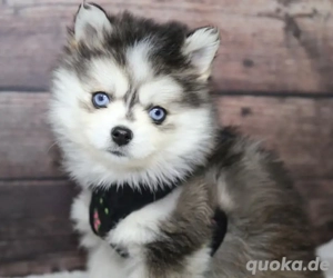 pomsky - Hunde & Welpen kaufen & verkaufen: Hundemarkt