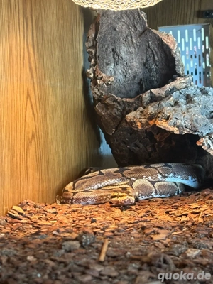Königspython in Walsrode - Reptilien, Terraristik - kostenlose Kleinanzeigen
