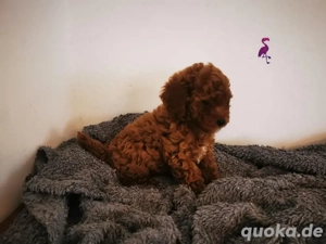 Zwergpudel - Hunde & Welpen kaufen & verkaufen: Hundemarkt