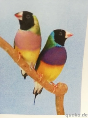 Finken - Gouldamadinen - Vögel kaufen & verkaufen - Vogelbörse