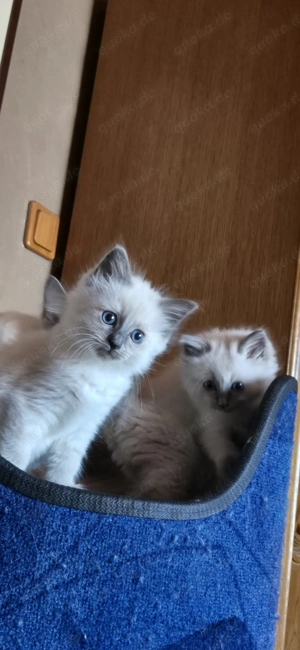 Ragdoll Katze - Katzen & Katzenbabys kaufen, verkaufen & zu verschenken