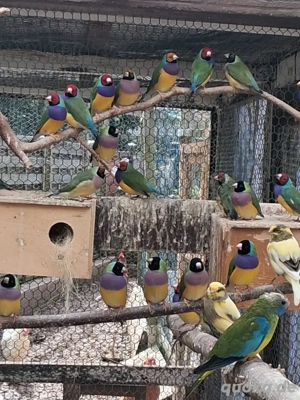 Finken - Gouldamadinen - Vögel kaufen & verkaufen - Vogelbörse