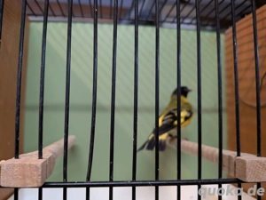 Finken - Prachtfink - Vögel kaufen & verkaufen - Vogelbörse