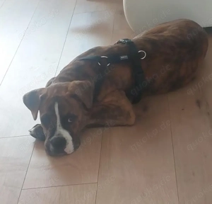 Boxer - Hunde & Welpen kaufen & verkaufen: Hundemarkt