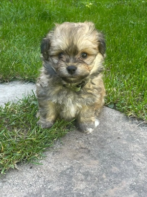 Maltipoo - Hunde & Welpen kaufen & verkaufen: Hundemarkt