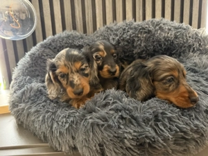 zwergdackel - Haustiere kaufen & verkaufen: Tiermarkt für kostenlose ...