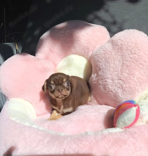 Mops Welpen Retro freiatmend, schoko, apricot... in Chemnitz - Hunde ...