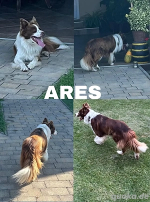Border collie - Rüde & hündin - Hunde & Welpen kaufen & verkaufen ...