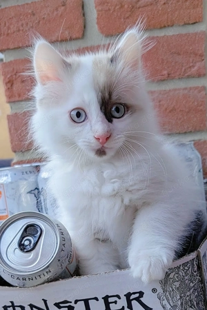 Ragdoll - Maine Coon - Norwegische Waldkatzen Mix Kitten suchen Zuhause ...