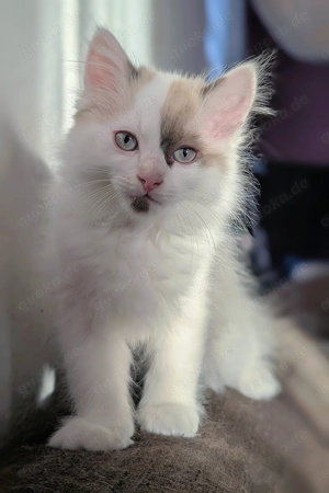 Ragdoll - Maine Coon - Norwegische Waldkatzen Mix Kitten suchen Zuhause ...