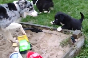 Border collie - Rüde & hündin - Hunde & Welpen kaufen & verkaufen ...