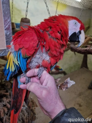 Hellrote Ara Henne in Glauchau - Vögel - kostenlose Kleinanzeigen