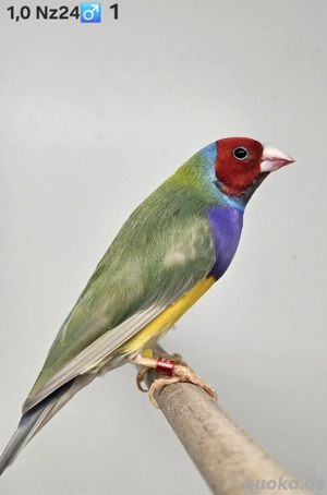 Finken - Gouldamadinen - Vögel kaufen & verkaufen - Vogelbörse