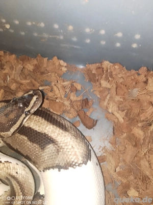 Piebald 1.0 zu verkaufen in Uebigau - Reptilien, Terraristik ...