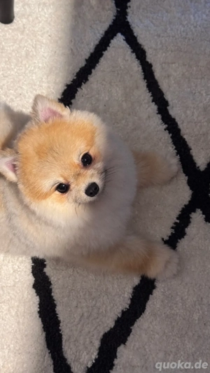 Mini Zwergspitz (Pomeranian) in Göttingen - Hunde - kostenlose ...