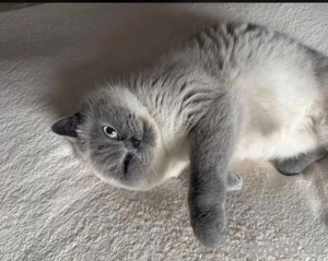 BKH Blue Point Dame in Dortmund - Katzen - kostenlose Kleinanzeigen