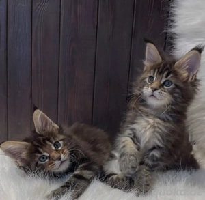 Wir haben zwei wunderschöne Kätzchen, die wir in liebevolle Familien ...