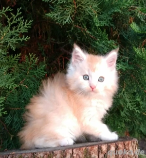 Typisch Maine Coon: großherzig, sanft und intelligent. in München ...