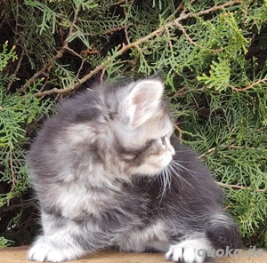 Typisch Maine Coon: großherzig, sanft und intelligent. in München ...