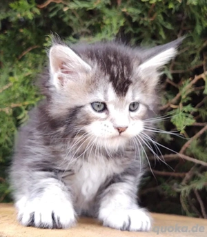 Typisch Maine Coon: großherzig, sanft und intelligent. in München ...