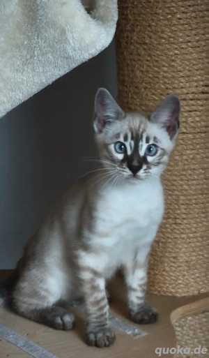 Snow charcoal bengal kitten in Werl - Katzen - kostenlose Kleinanzeigen