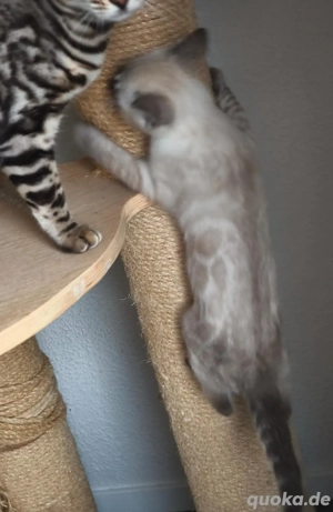 Snow charcoal bengal kitten in Werl - Katzen - kostenlose Kleinanzeigen