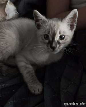 Snow charcoal bengal kitten in Werl - Katzen - kostenlose Kleinanzeigen