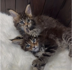 Wir haben zwei wunderschöne Kätzchen, die wir in liebevolle Familien ...