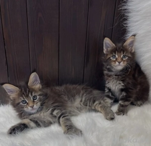 Wir haben zwei wunderschöne Kätzchen, die wir in liebevolle Familien ...