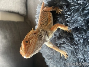 Bartagame Männlich, Rot in Uebigau - Reptilien, Terraristik ...
