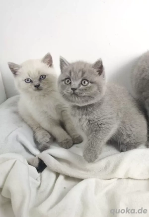 Süße BKH Kitten! 3x Blue und 1x Blue Point in Böblingen - Katzen ...