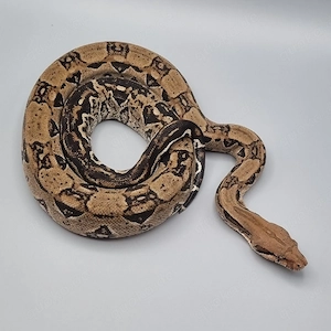 Boa constrictor imperator in Gelnhausen - Reptilien, Terraristik ...