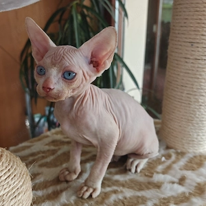 Canadian Sphynx Kitten In Wasserburg Katzen Kostenlose Kleinanzeigen