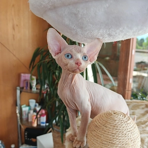 Canadian Sphynx Kitten In Wasserburg Katzen Kostenlose Kleinanzeigen