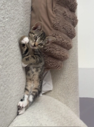 EKH Kitte abzugeben in Wuppertal - Katzen - kostenlose Kleinanzeigen