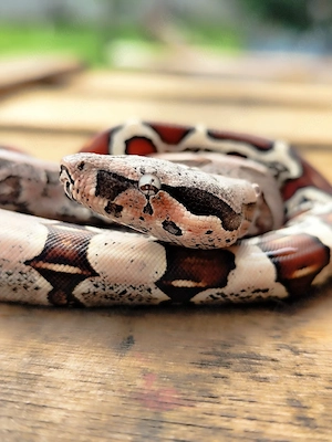 Boa constrictor constrictor Guyana F2 in Brandis - Reptilien ...