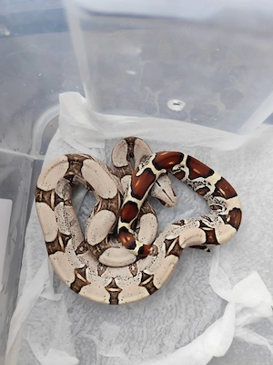 Boa constrictor constrictor Guyana F2 in Brandis - Reptilien ...