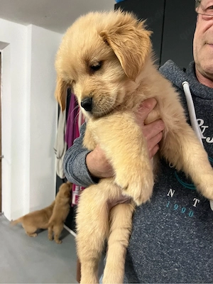 Golden Retriever Amerkanischer line in Schonungen - Hunde - kostenlose ...