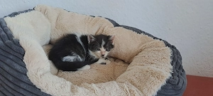 Katzenbaby " Dori " in Torgau - Katzen - kostenlose Kleinanzeigen
